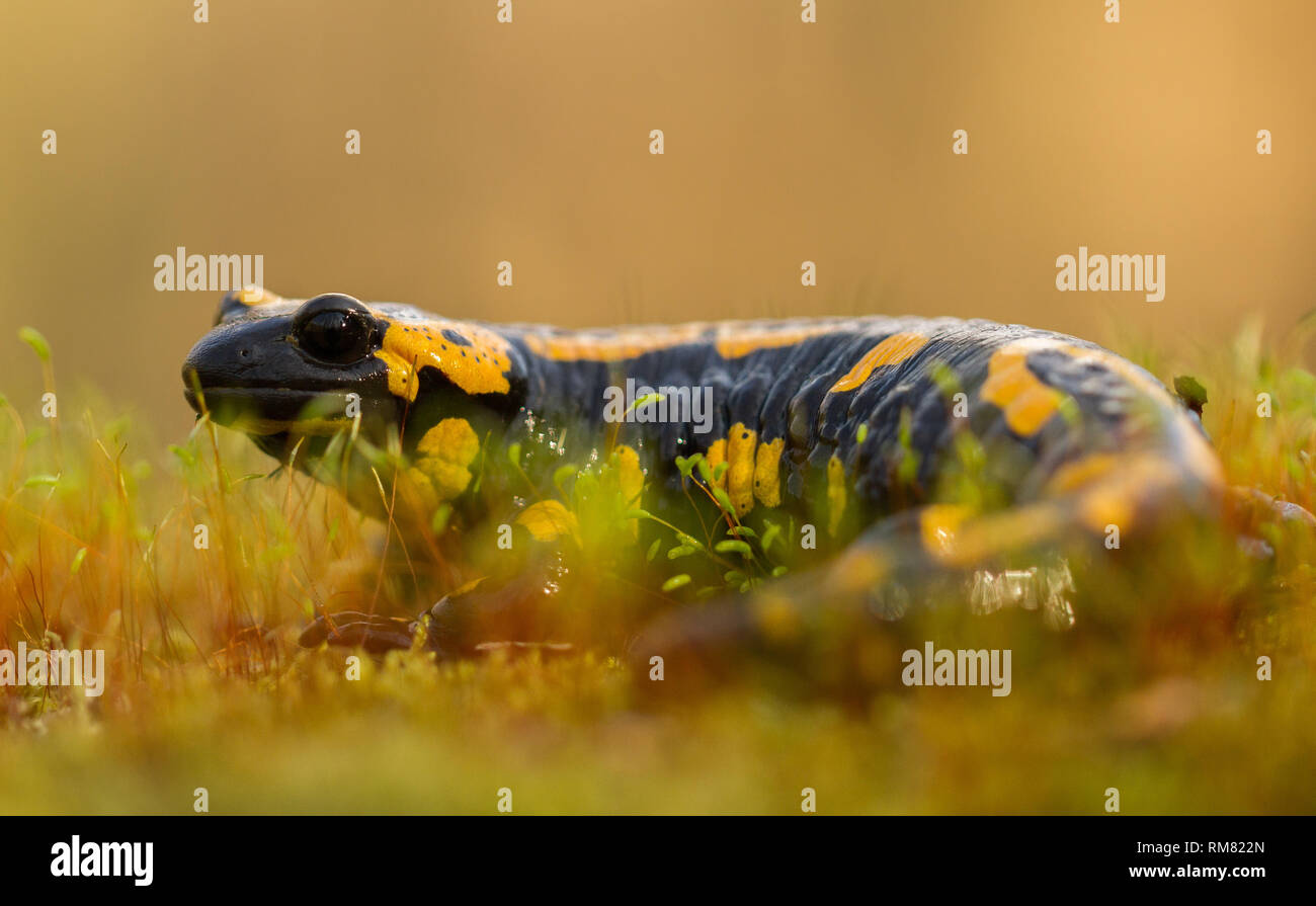 The fire salamander Salamandra salamandra in Czech Republic Stock Photo ...