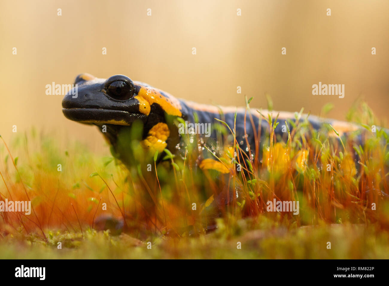 The fire salamander Salamandra salamandra in Czech Republic Stock Photo ...