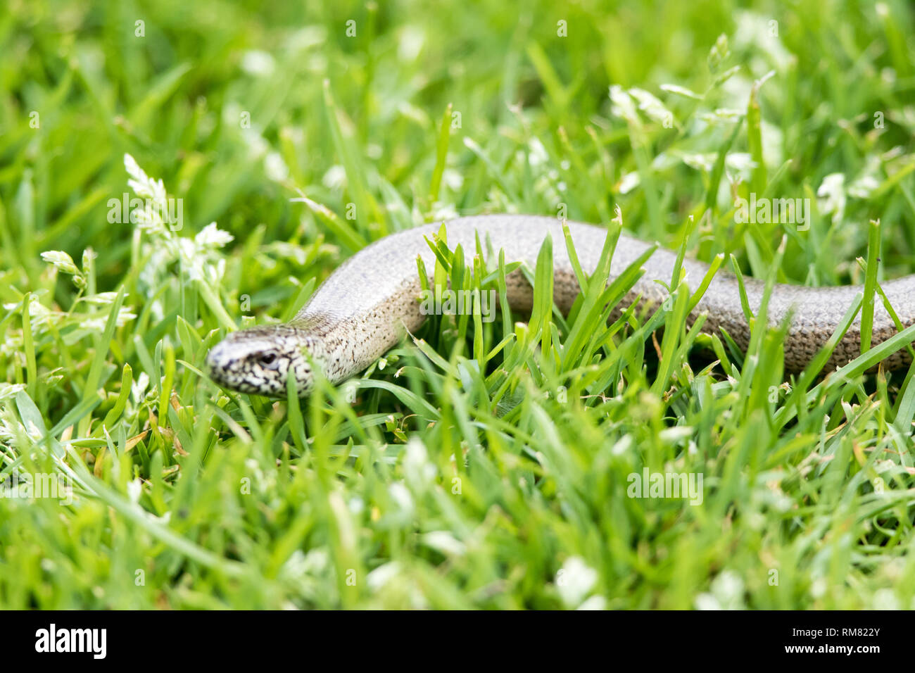 Slow wildlife hi-res stock photography and images - Alamy