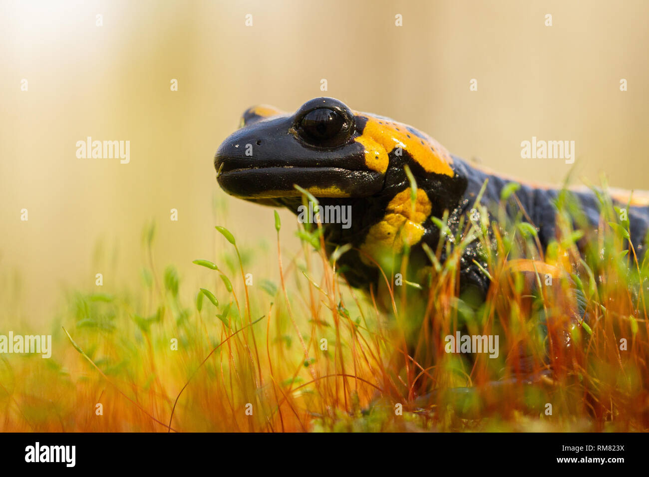 The fire salamander Salamandra salamandra in Czech Republic Stock Photo ...