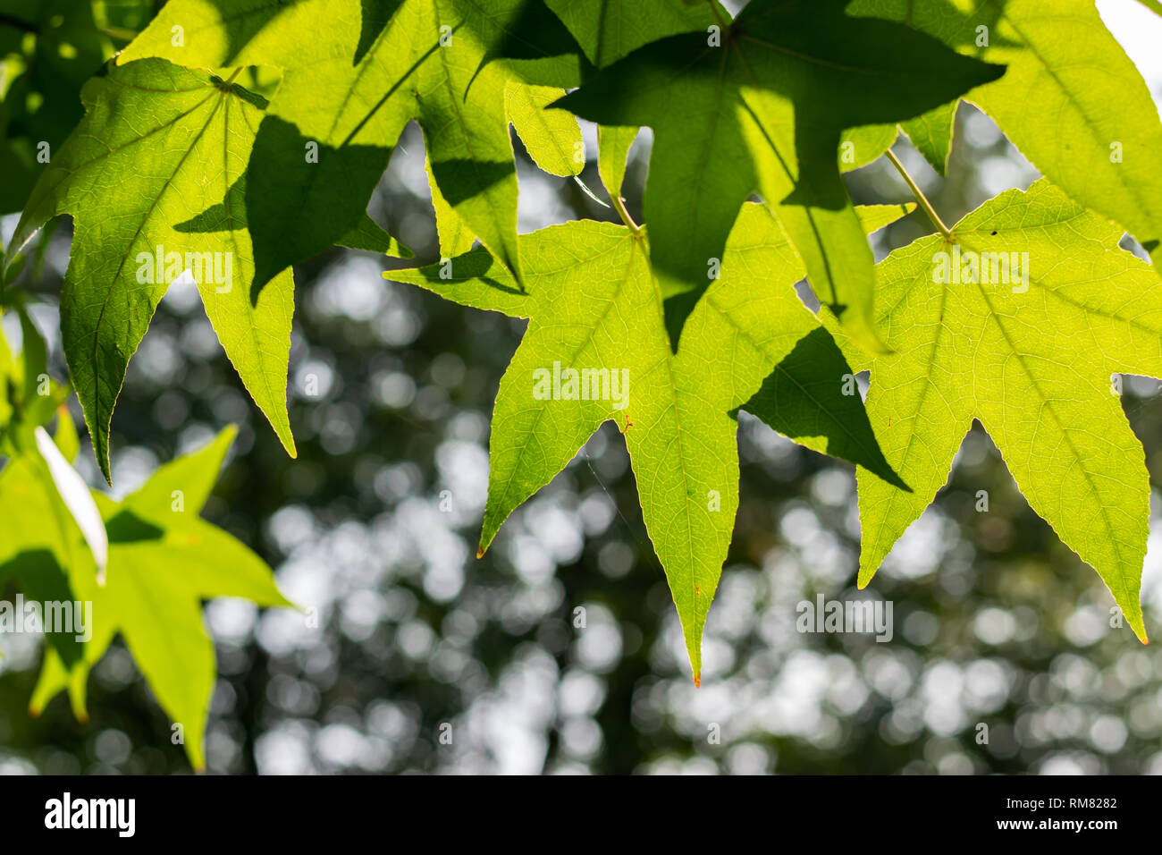 Nature, greenery, plants and natural background concept: beautiful ...