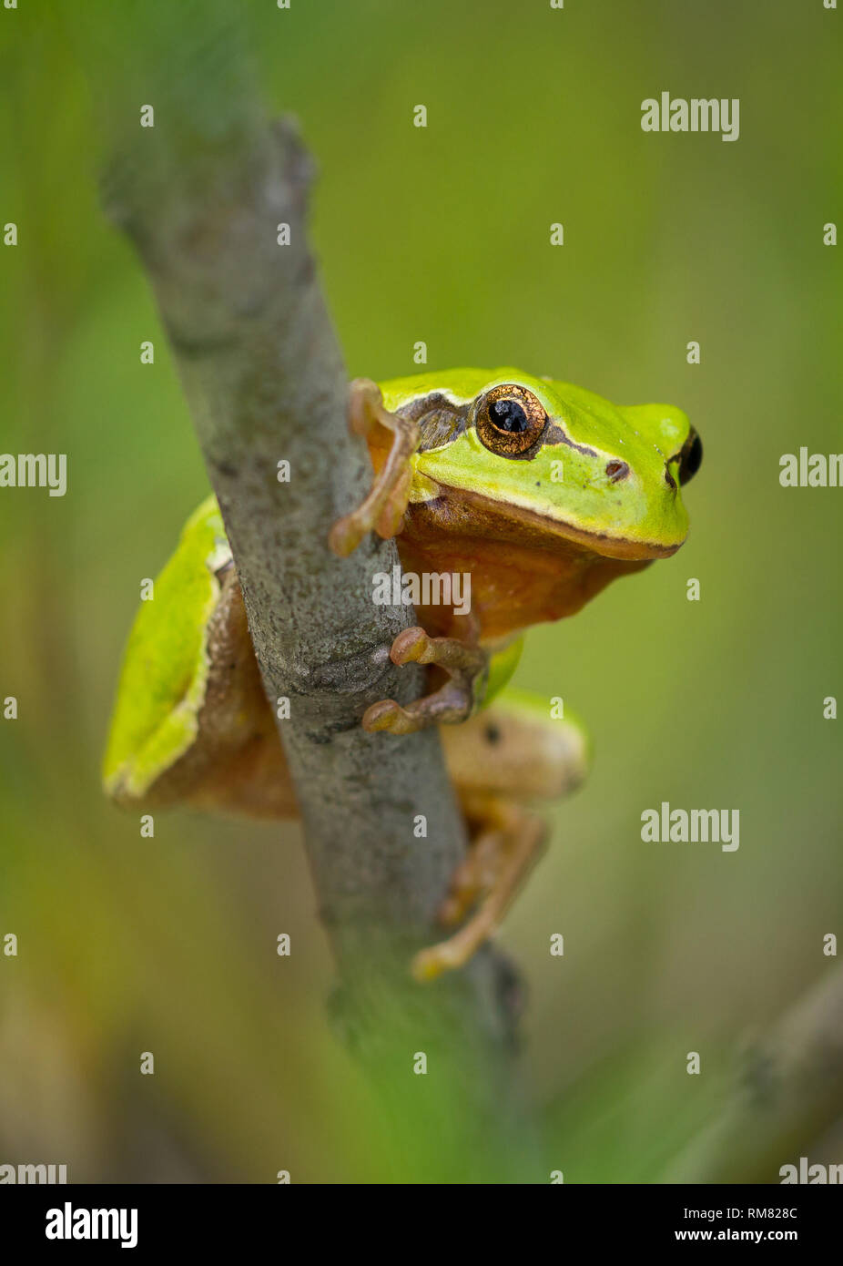 Frog toad green hi-res stock photography and images - Alamy