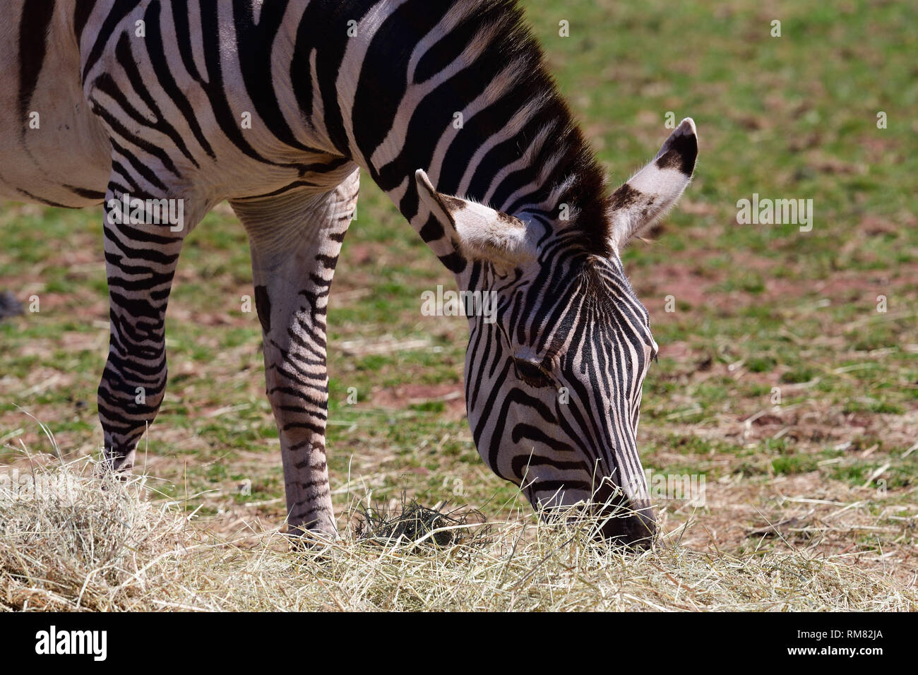 Zebra Eating Hay High Resolution Stock Photography and Images - Alamy