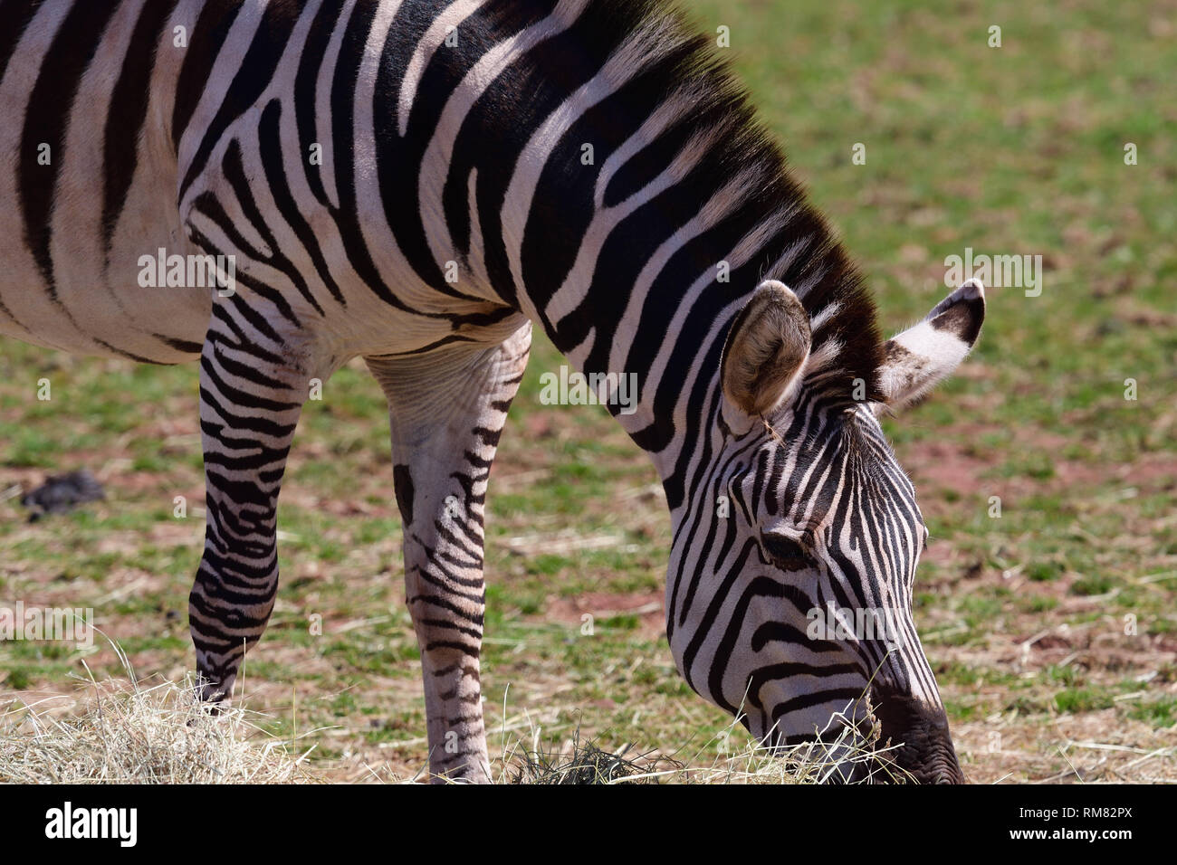Portrait of a zebra in a zoo eating hay Stock Photo - Alamy