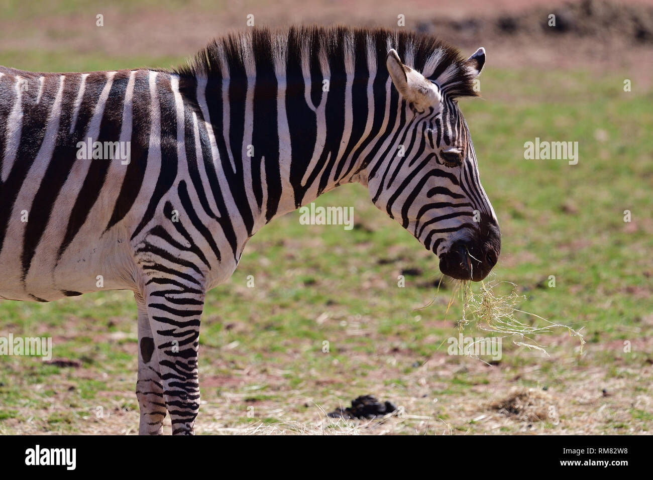 Zebra eating hay hi-res stock photography and images - Alamy