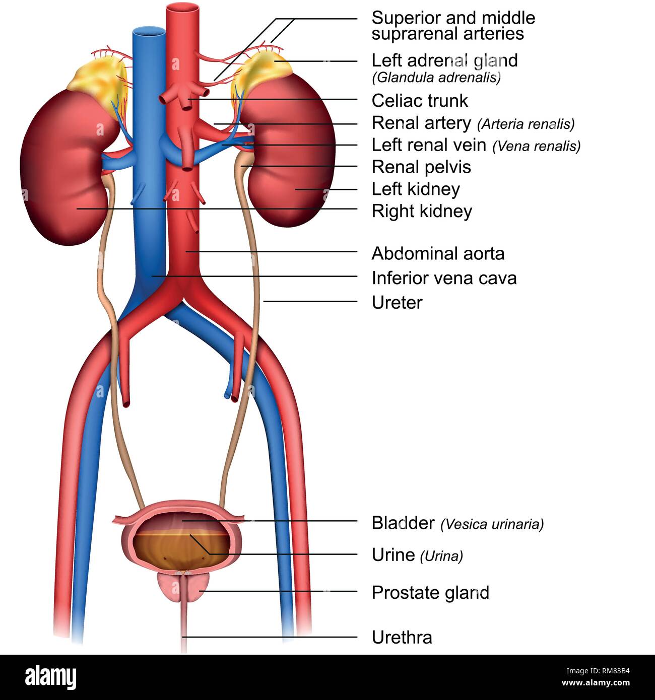 The urinary system 3d medical vector illustration isolated on white ...