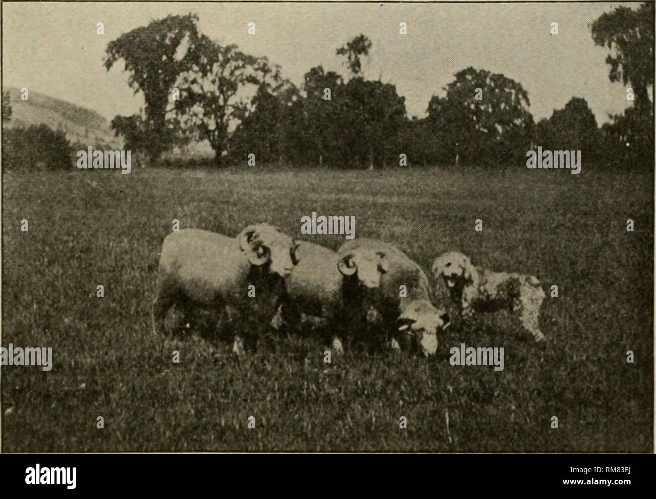 Sheep experiment station hi-res stock photography and images - Alamy