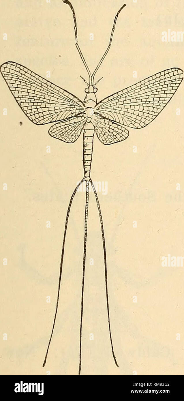 . Annual report, including a report of the insects of New Jersey, 1909 ...
