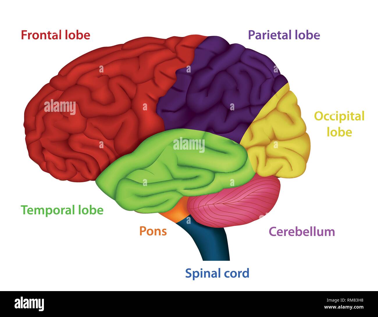 Areas of the human brain ,medical vector illustration on white ...
