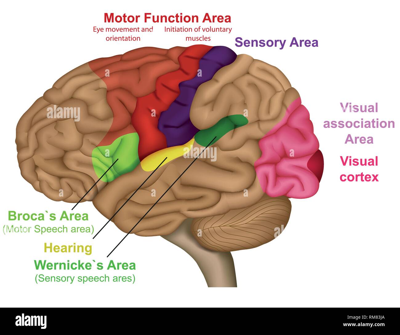 Functional Brain Areas Medical Vector Illustration On White Background