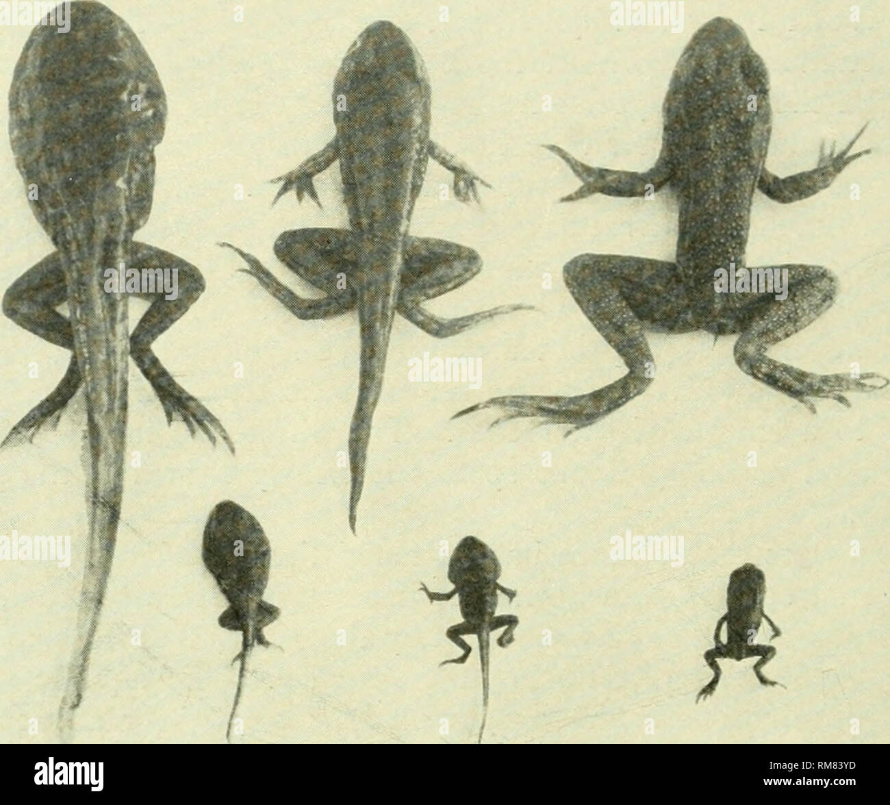 Grasshoppers frog hi-res stock photography and images - Alamy