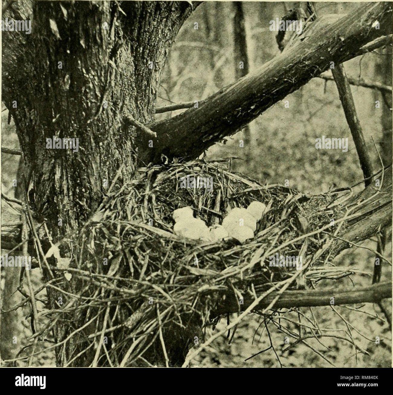 Jackson bird trans hi-res stock photography and images - Alamy