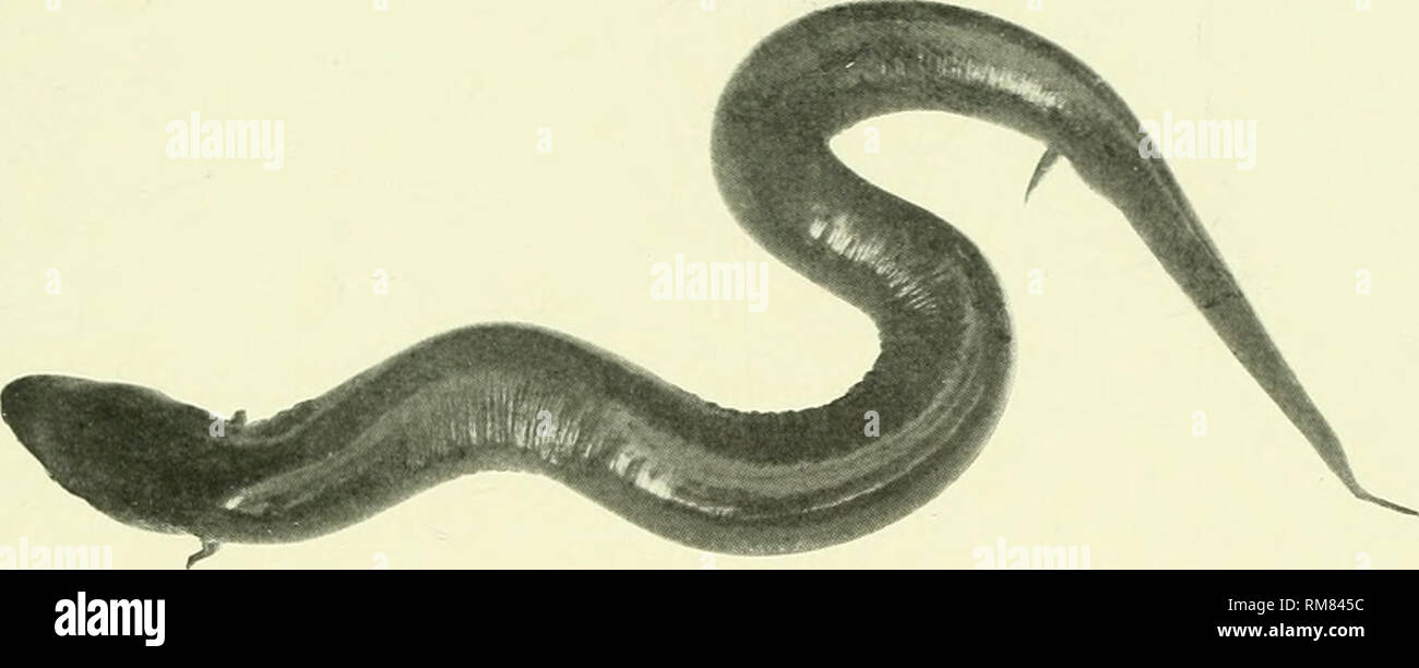 Hellbender salamander hi-res stock photography and images - Alamy