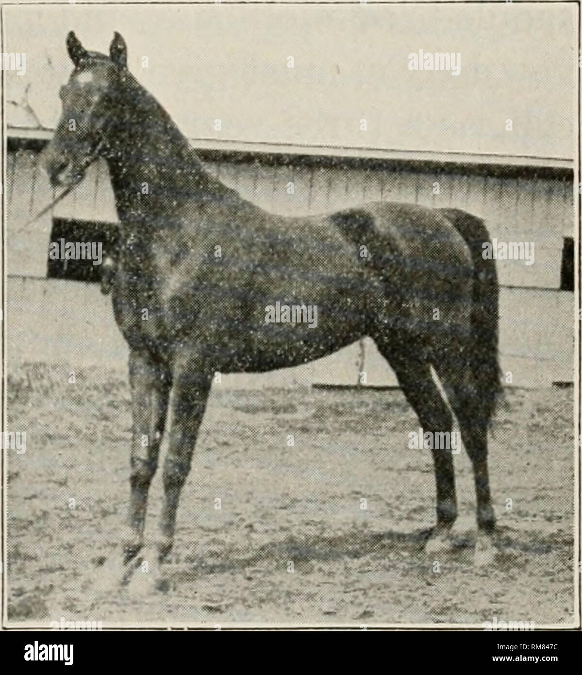 Old first division trophy hi-res stock photography and images - Alamy