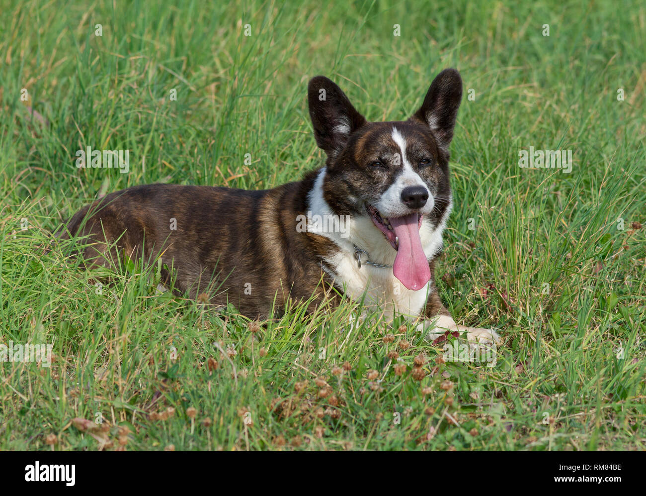 Brindle color hi-res stock photography and images - Alamy
