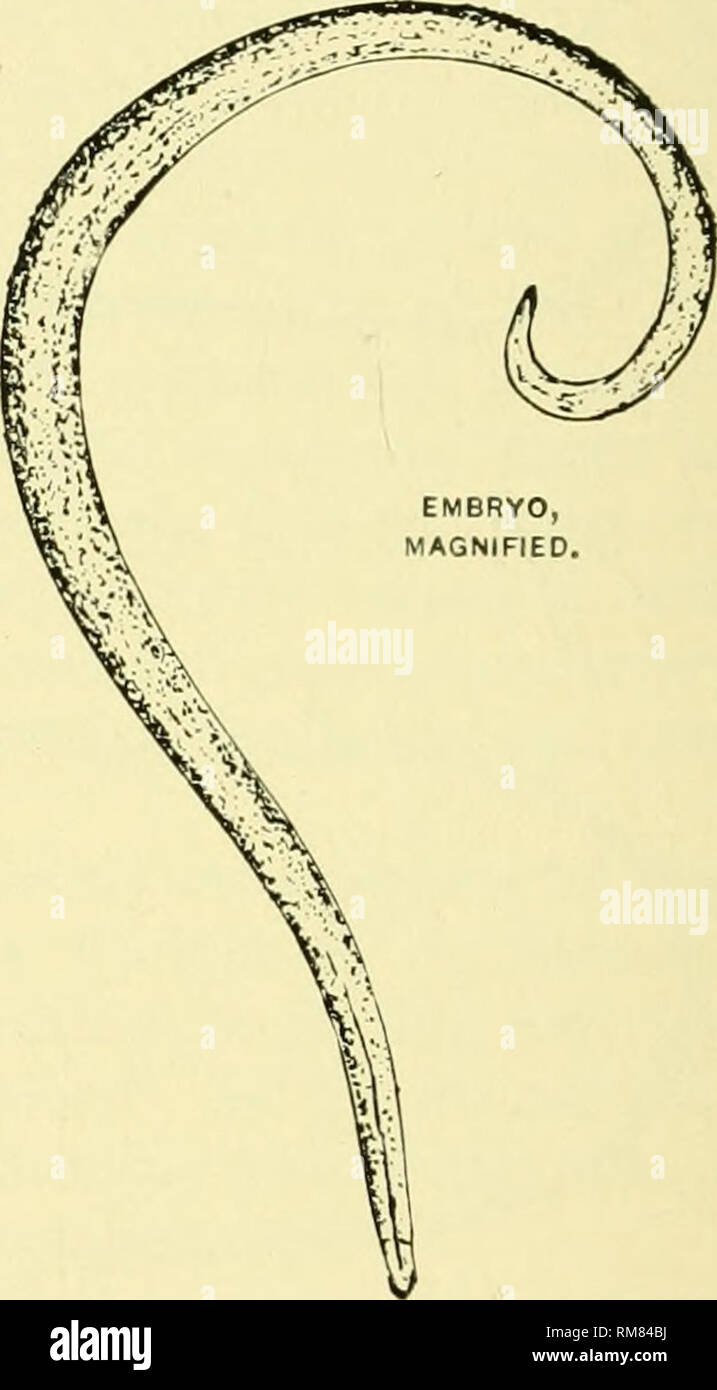 Strongylus hi-res stock photography and images - Alamy