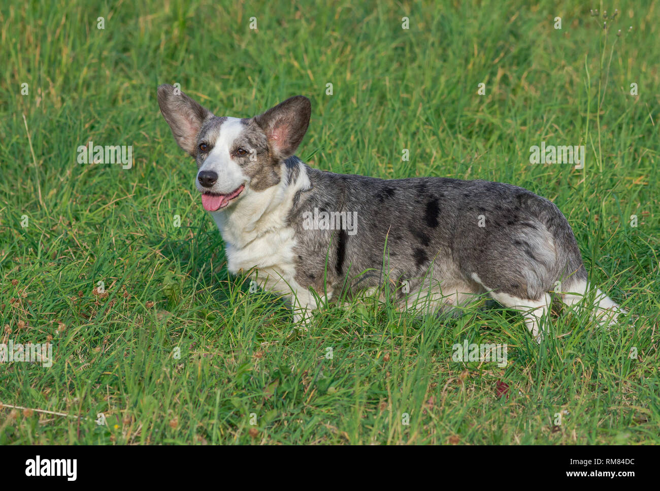 Welsh Corgi Cardigan blue merle in grass Stock Photo - Alamy
