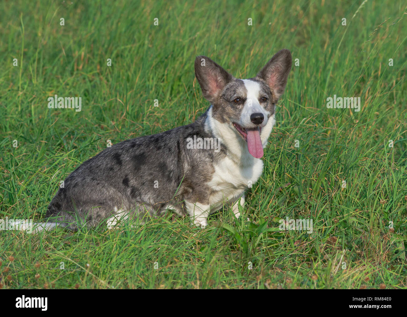 Welsh Corgi Cardigan blue merle in grass Stock Photo - Alamy