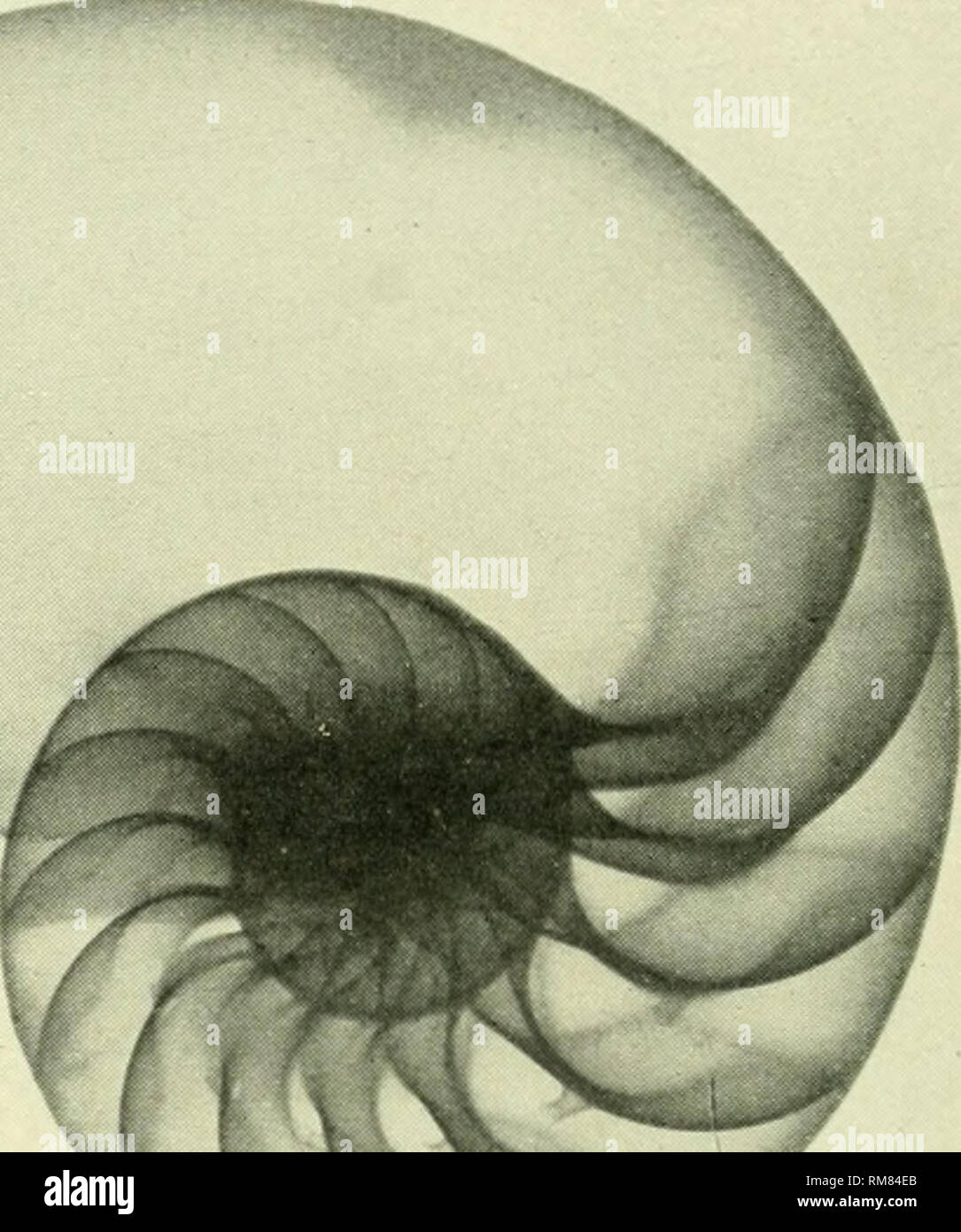 . Annual report - New York Zoological Society. Zoology. CHAMBERED ...