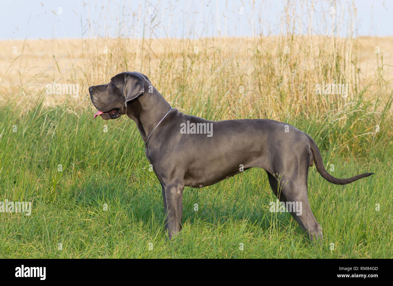 The blue great dane dog in grass Stock Photo - Alamy
