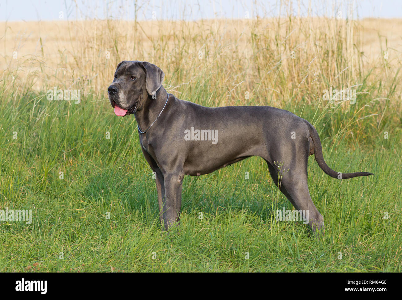 The blue great dane dog in grass Stock Photo - Alamy