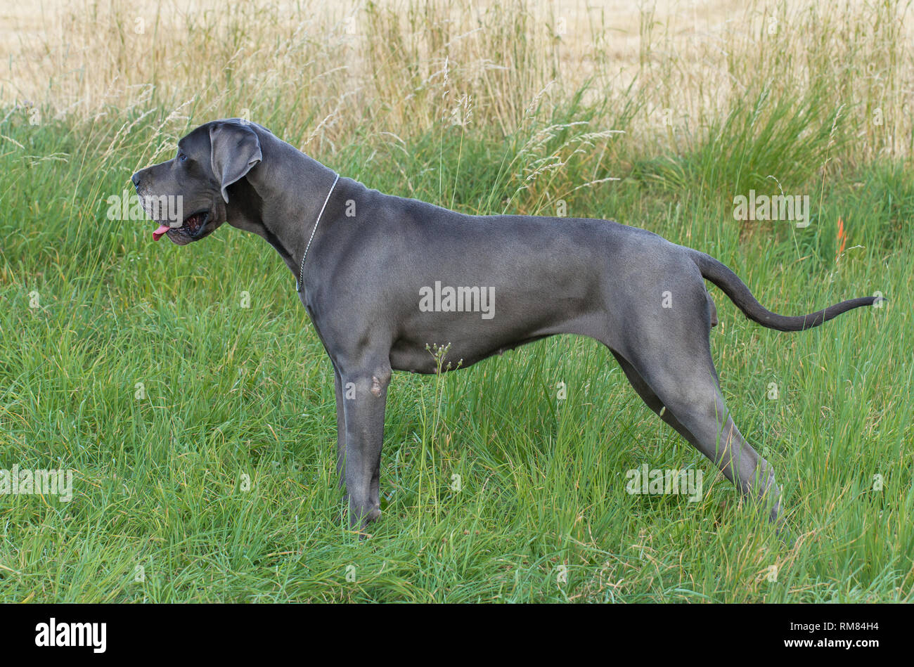 The blue great dane dog in grass Stock Photo - Alamy