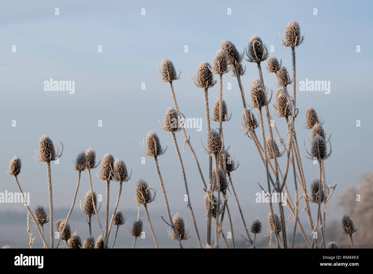 Frosty teasel hi-res stock photography and images - Alamy