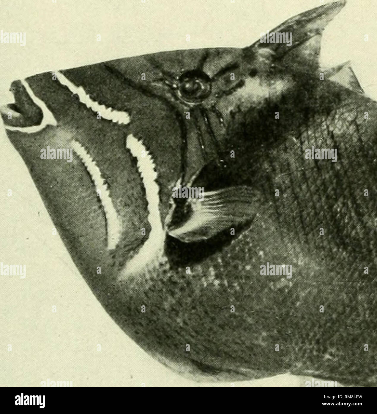 Humpback whitefish hi-res stock photography and images - Alamy