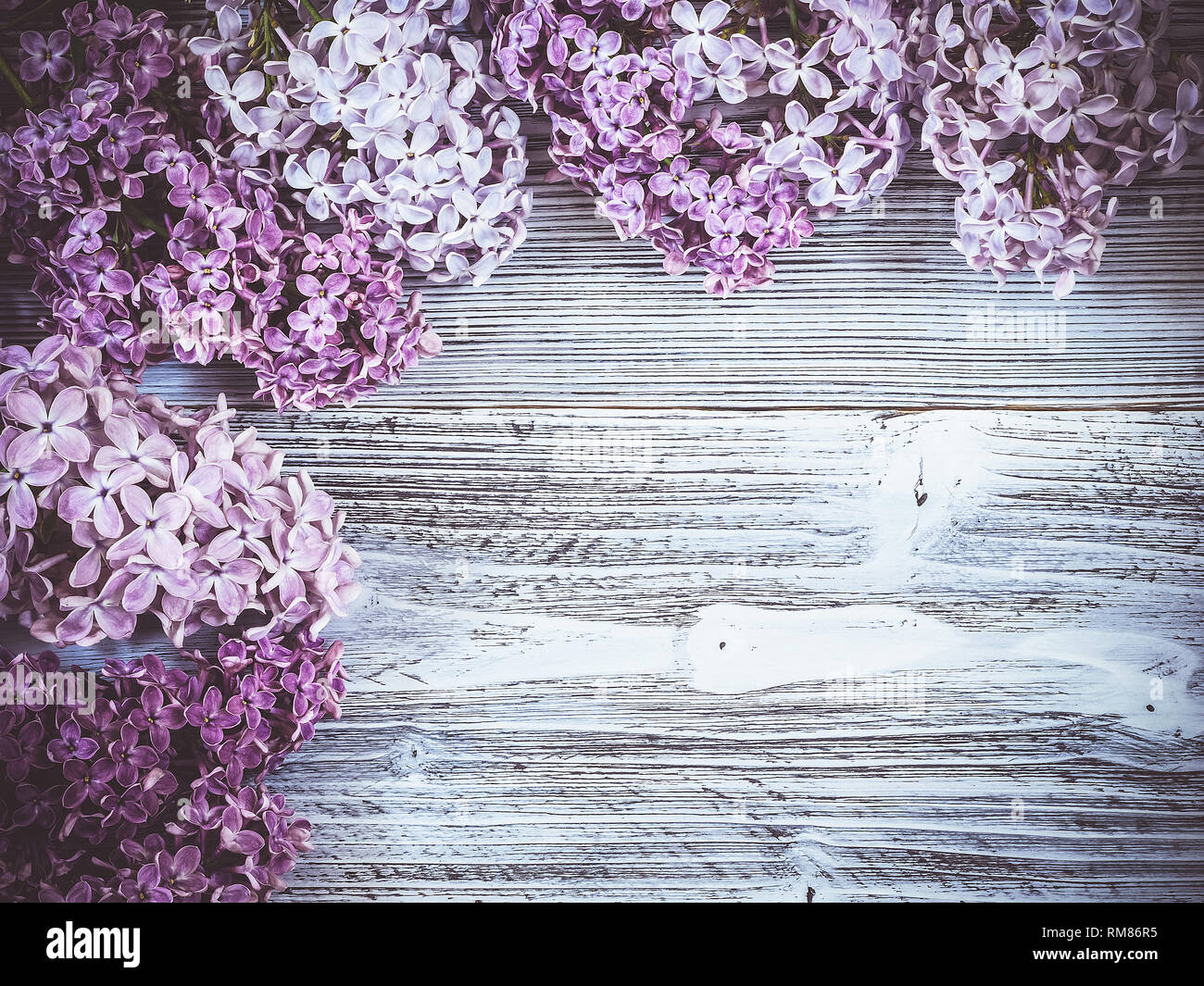 Lilac flowers background Stock Photo - Alamy