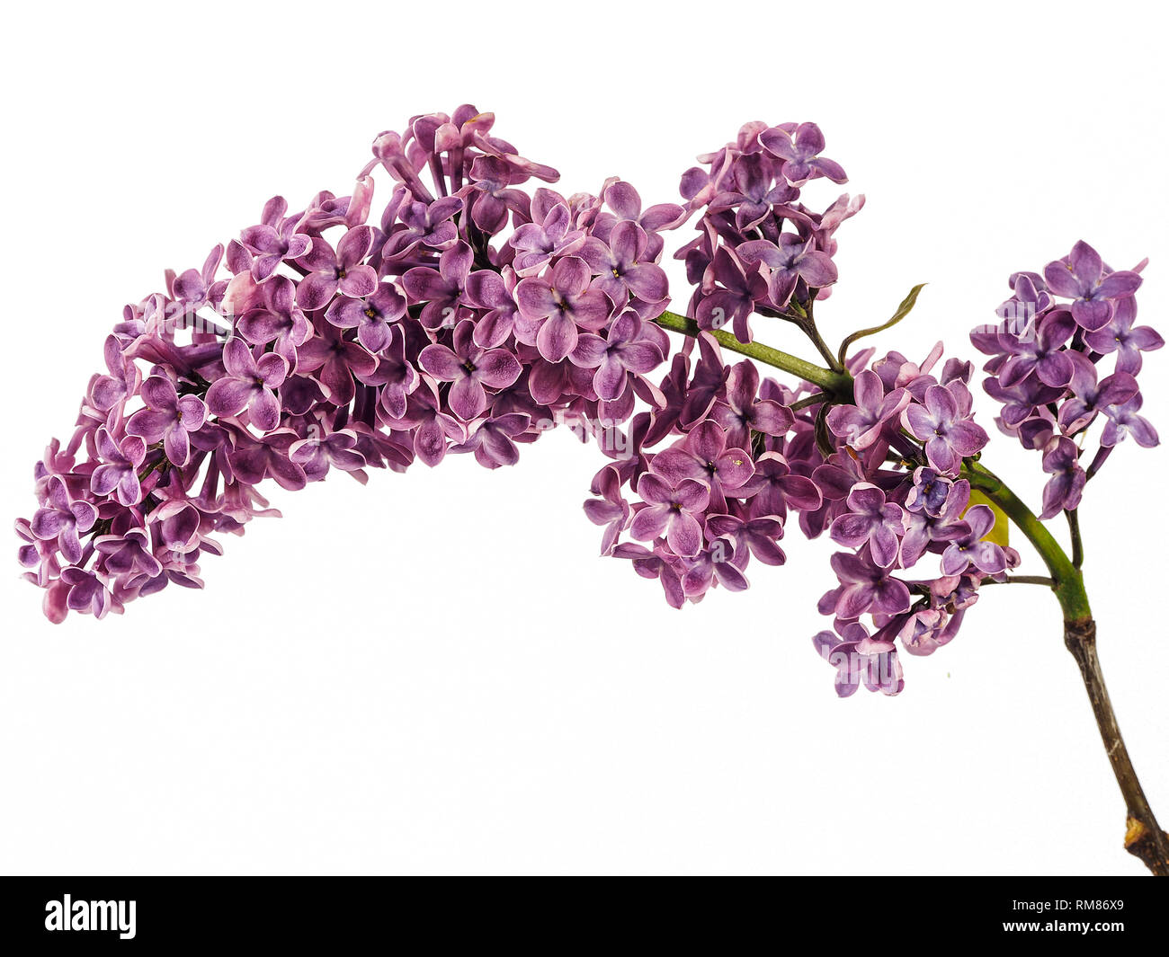 Lilac flowers background Stock Photo - Alamy