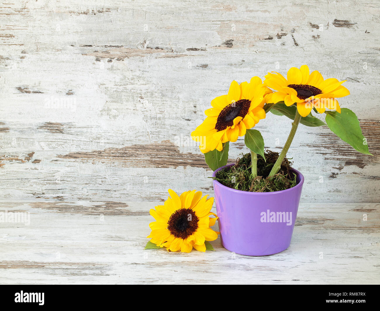 Sunflower in the pot Stock Photo - Alamy