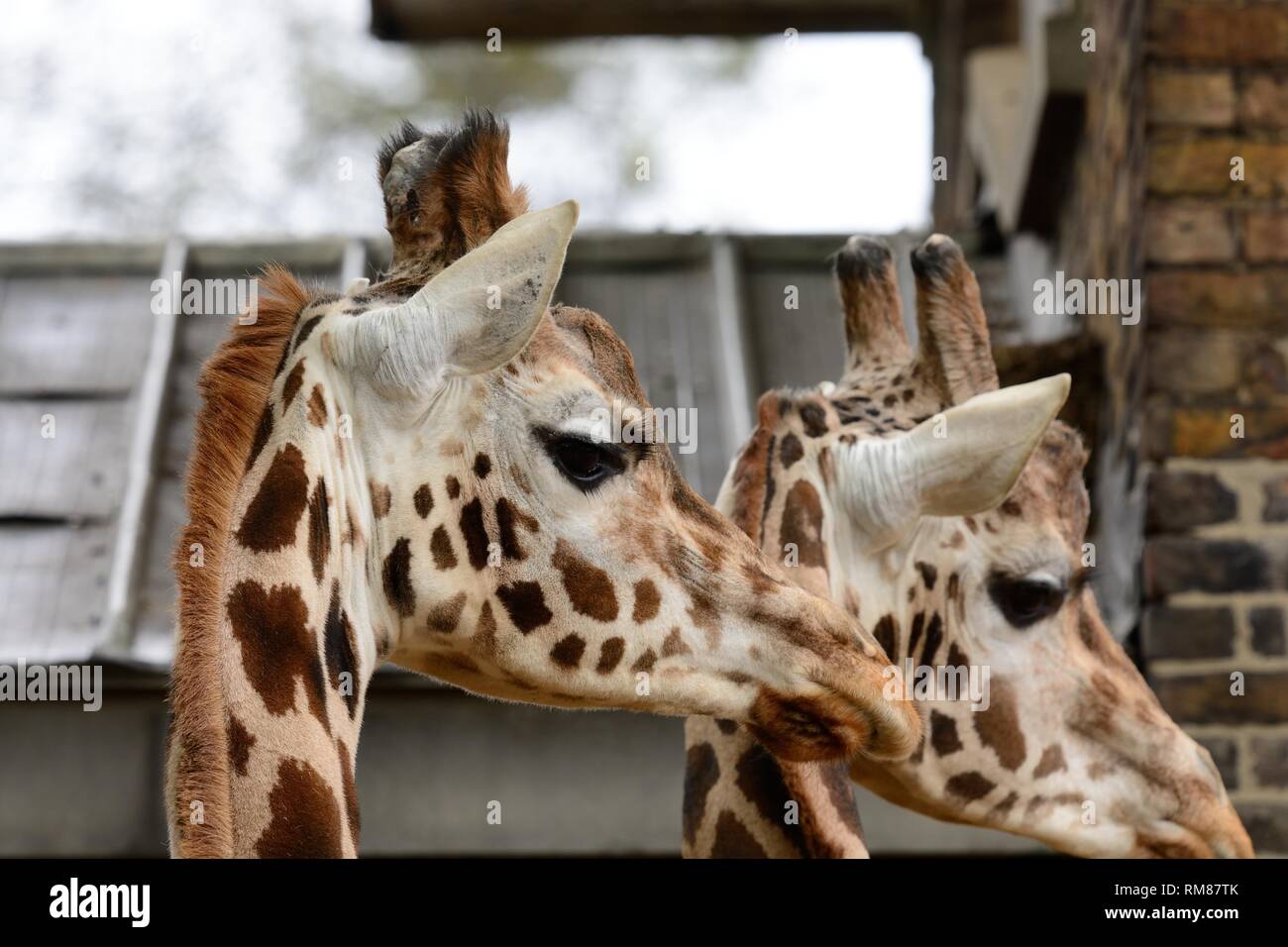 Symmetrical giraffe hi-res stock photography and images - Alamy