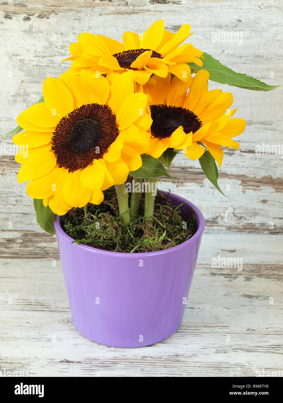 Sunflower in the pot Stock Photo - Alamy