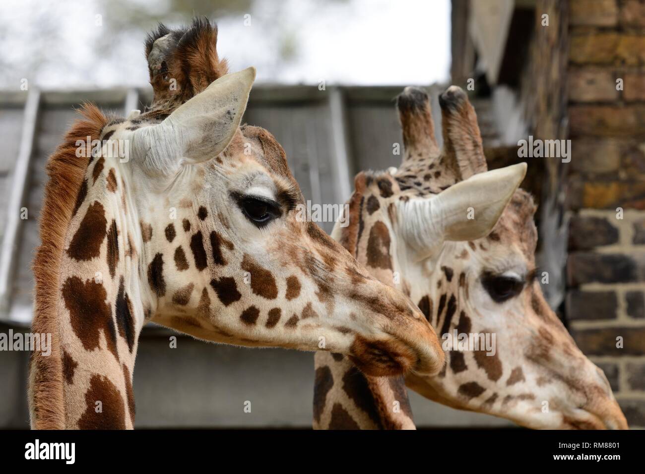 Symmetrical giraffe hi-res stock photography and images - Alamy