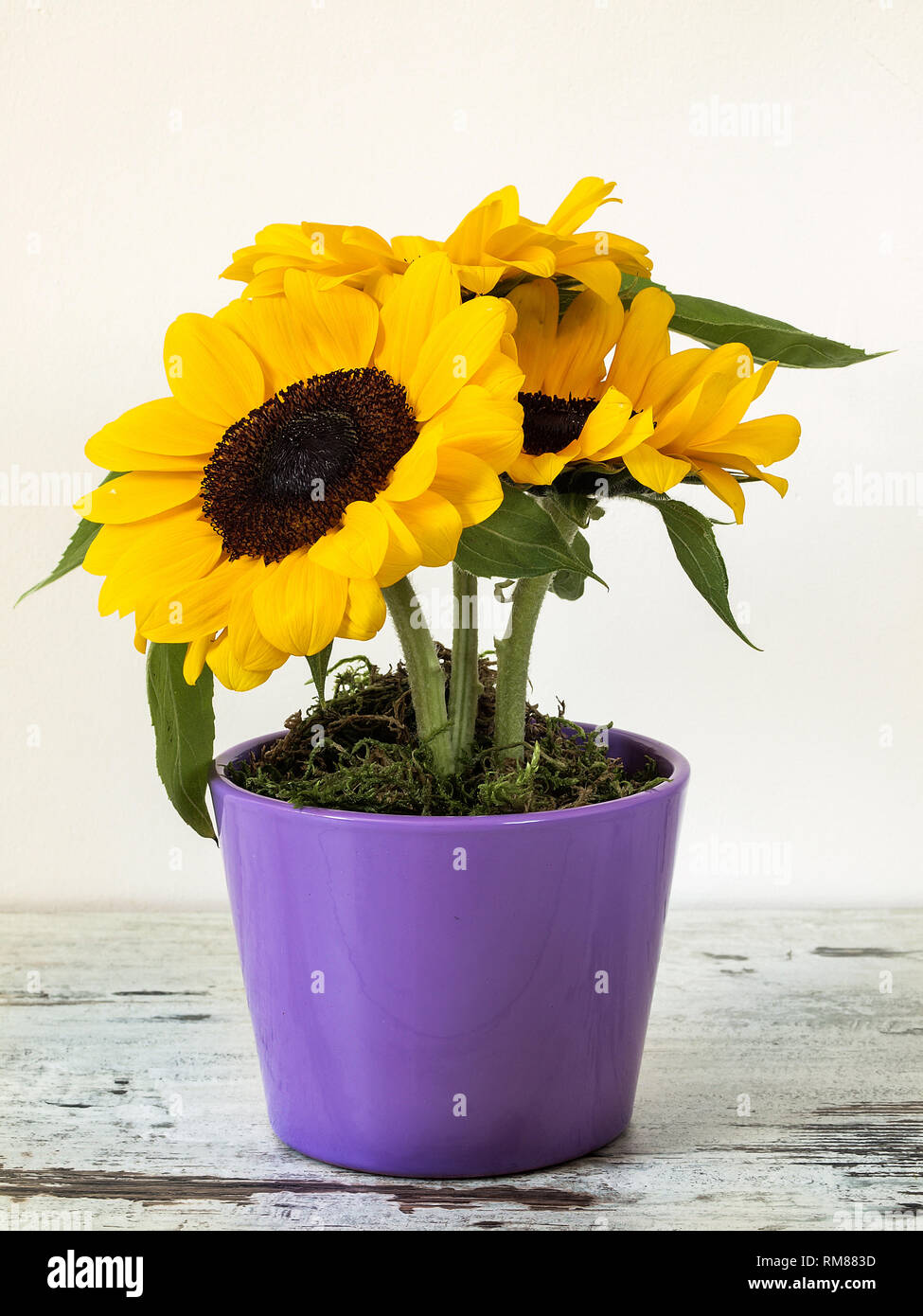 Sunflower in the pot Stock Photo - Alamy