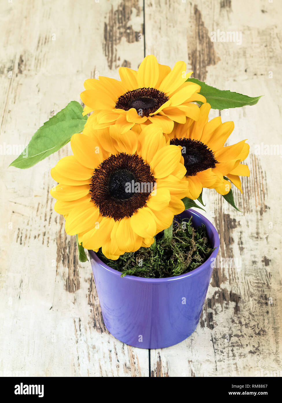 Sunflower in the pot Stock Photo - Alamy
