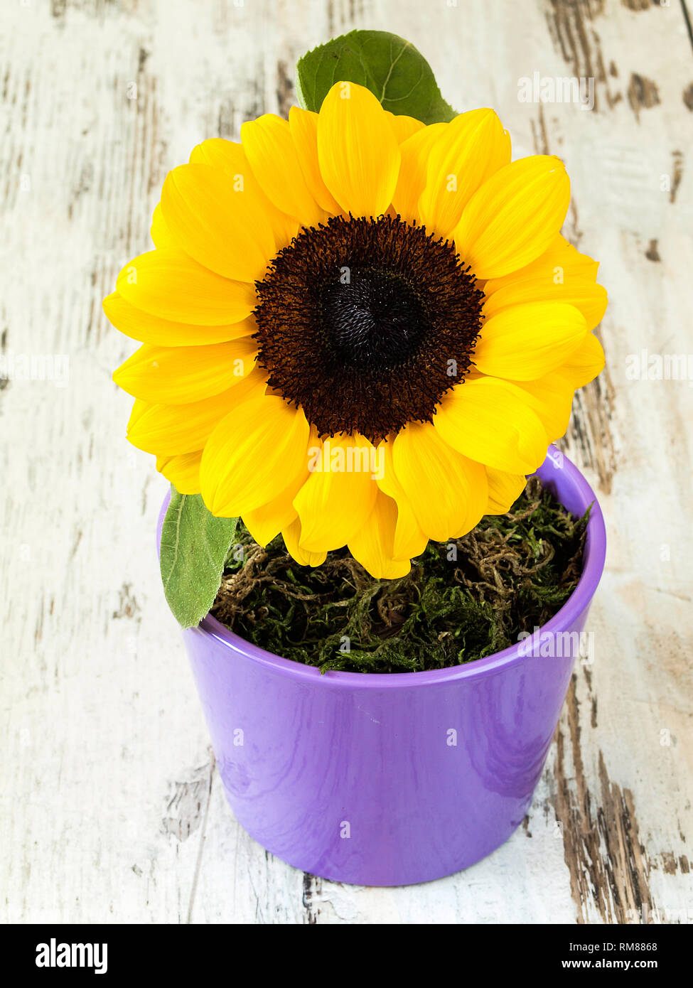 Sunflower in the pot Stock Photo - Alamy