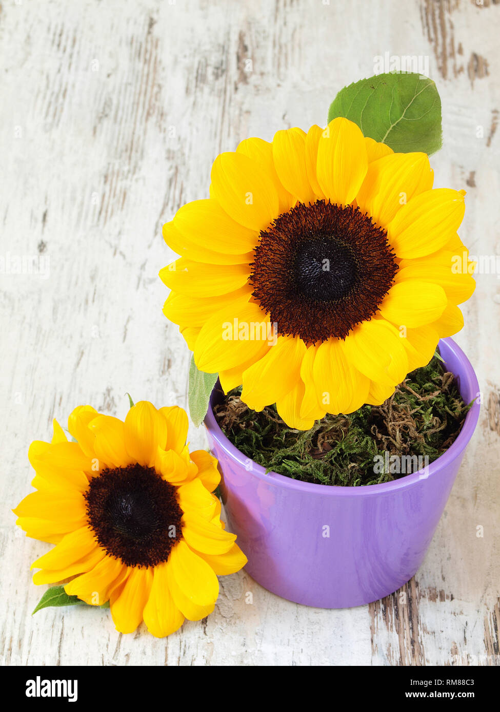 Sunflower in the pot Stock Photo - Alamy