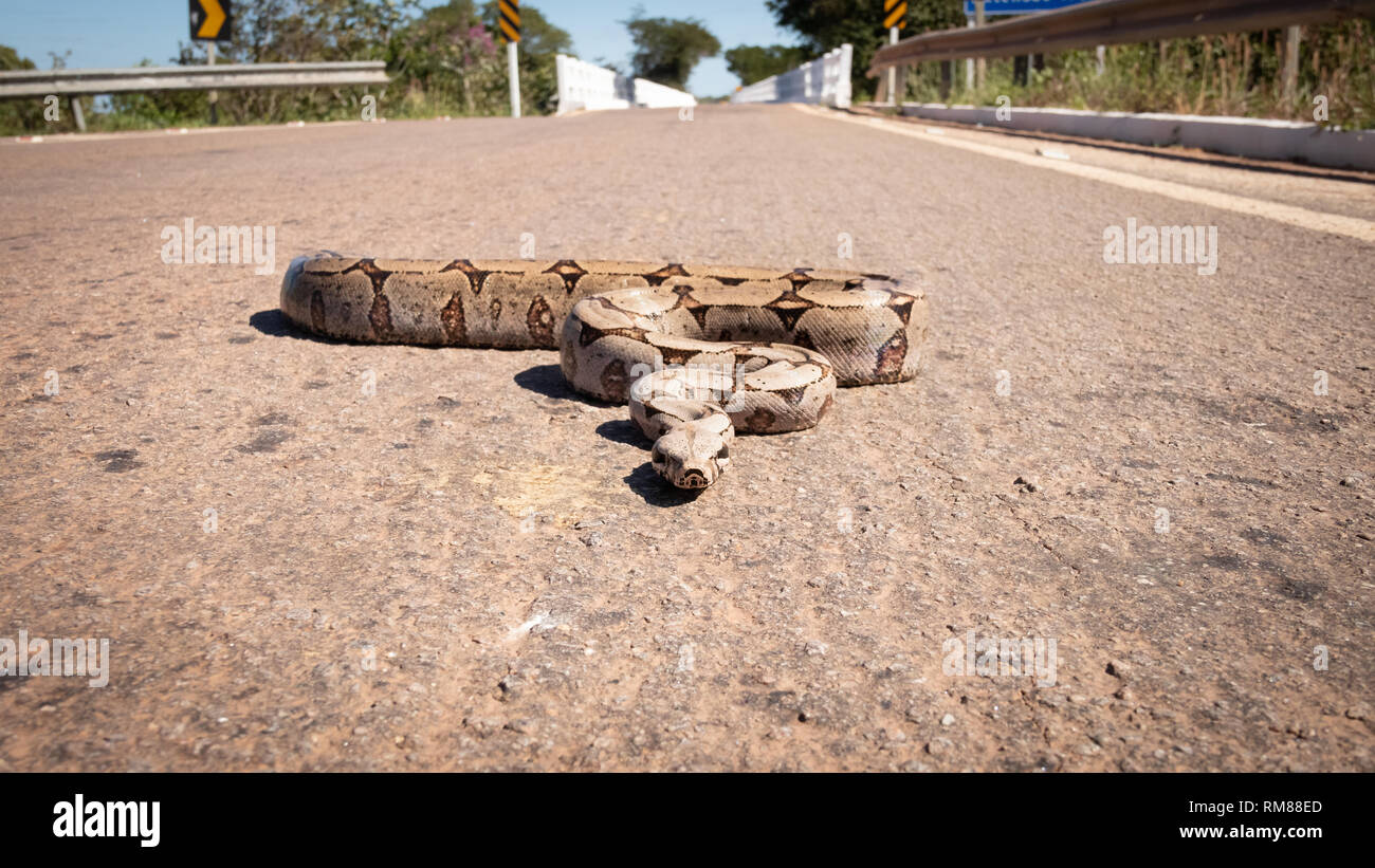 Boa constrictor snake jiboia hi-res stock photography and images - Alamy