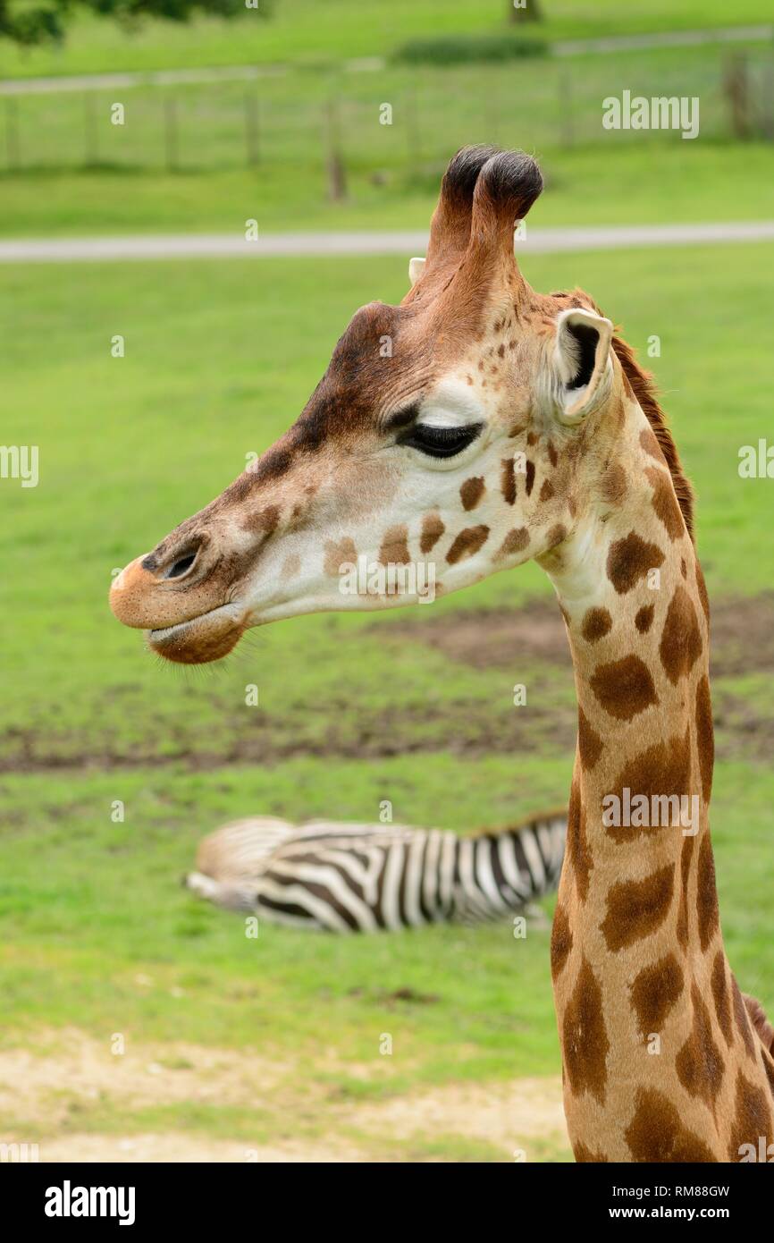 Side headshot giraffe hi-res stock photography and images - Alamy
