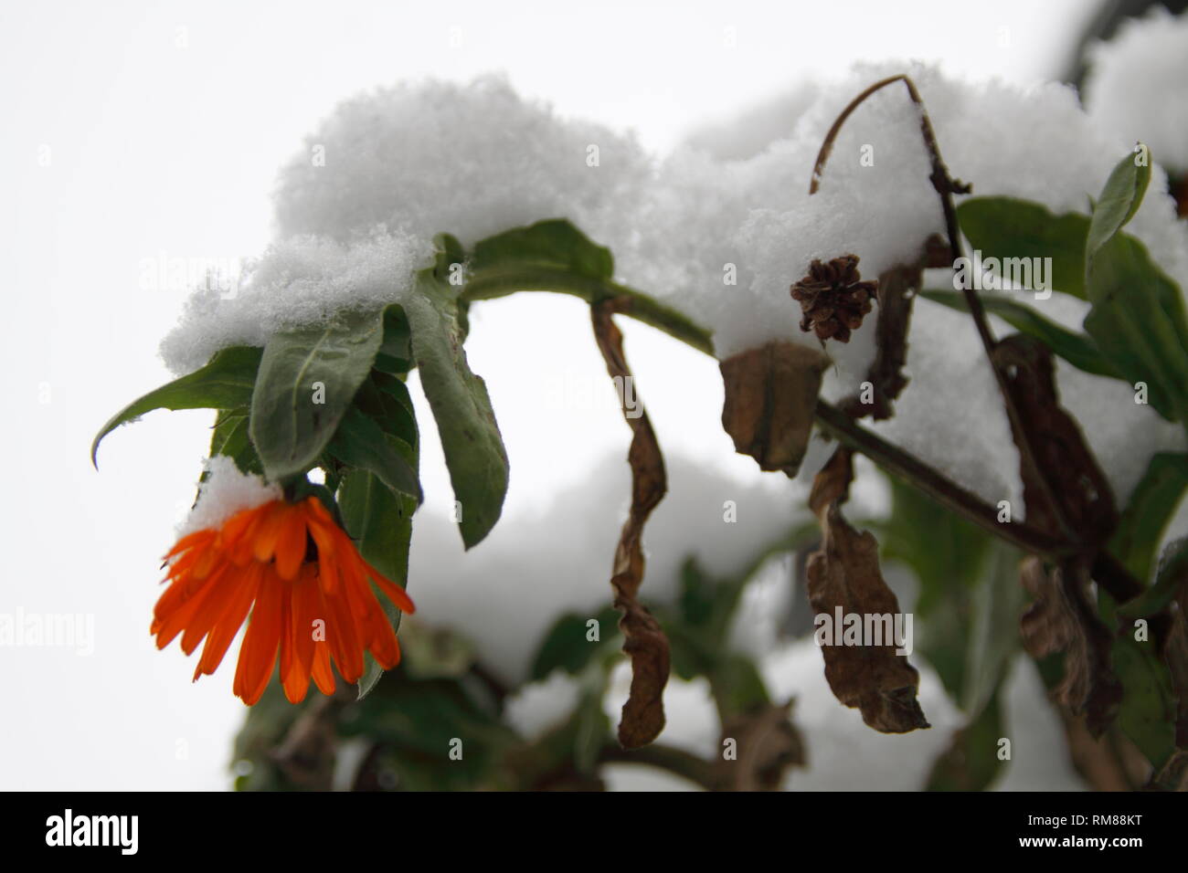 Snowy daisy hi-res stock photography and images - Alamy