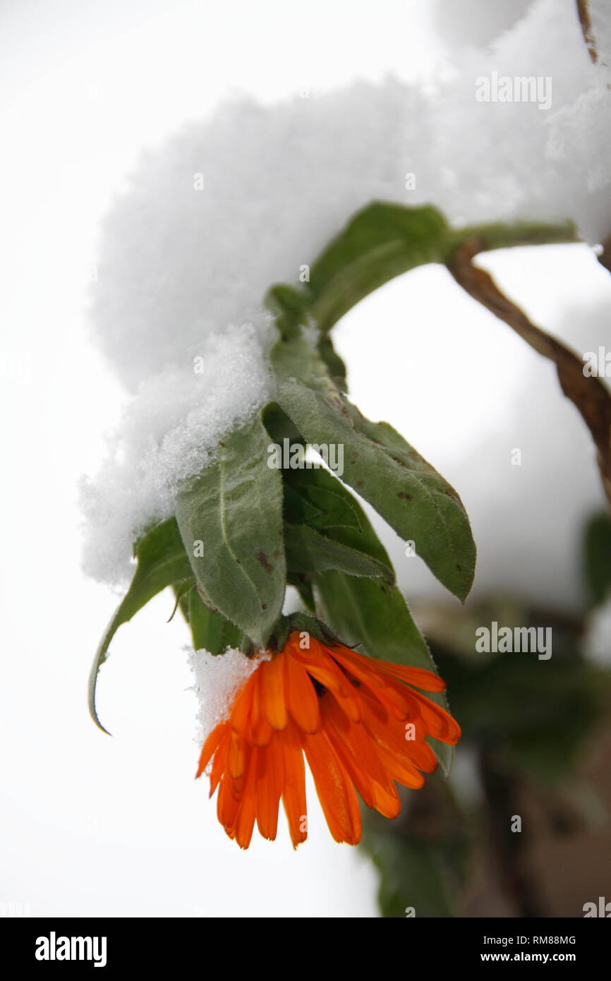 Snowy daisy flower hi-res stock photography and images - Alamy