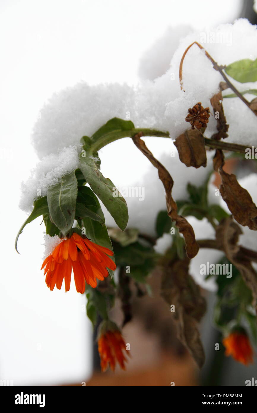 Snowy daisy flower hi-res stock photography and images - Alamy