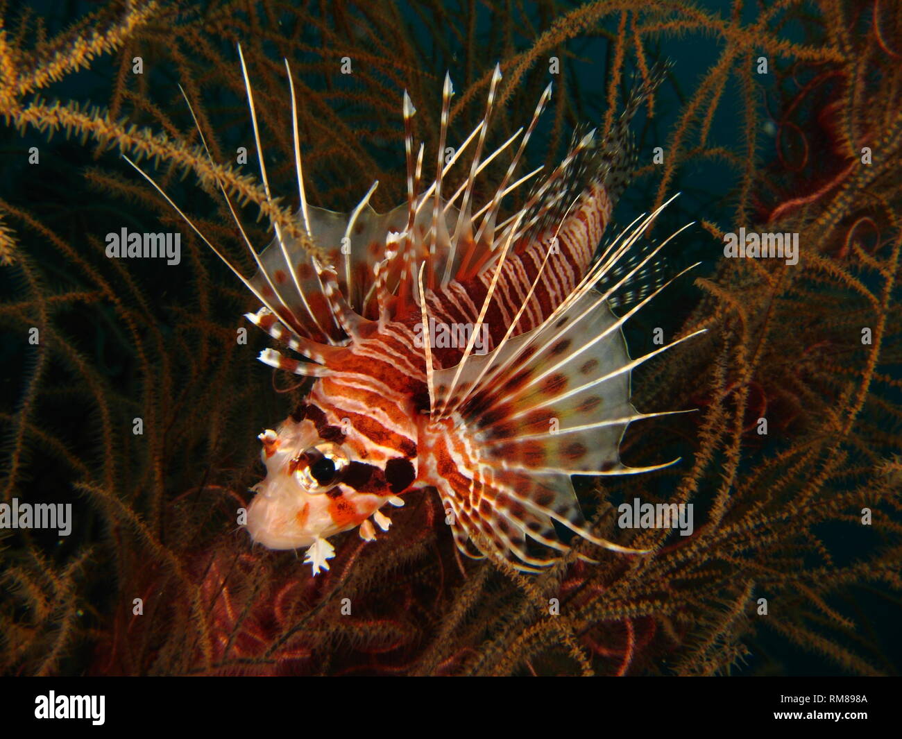 Baby sea lion underwater hi-res stock photography and images - Alamy