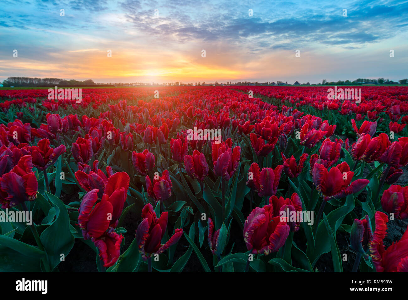 Cutiings hi-res stock photography and images - Alamy