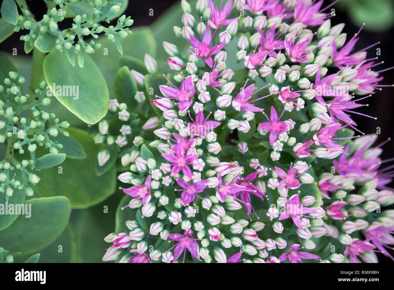 Close up of pink orpine stonecrop flowers in full bloom, also known as ...