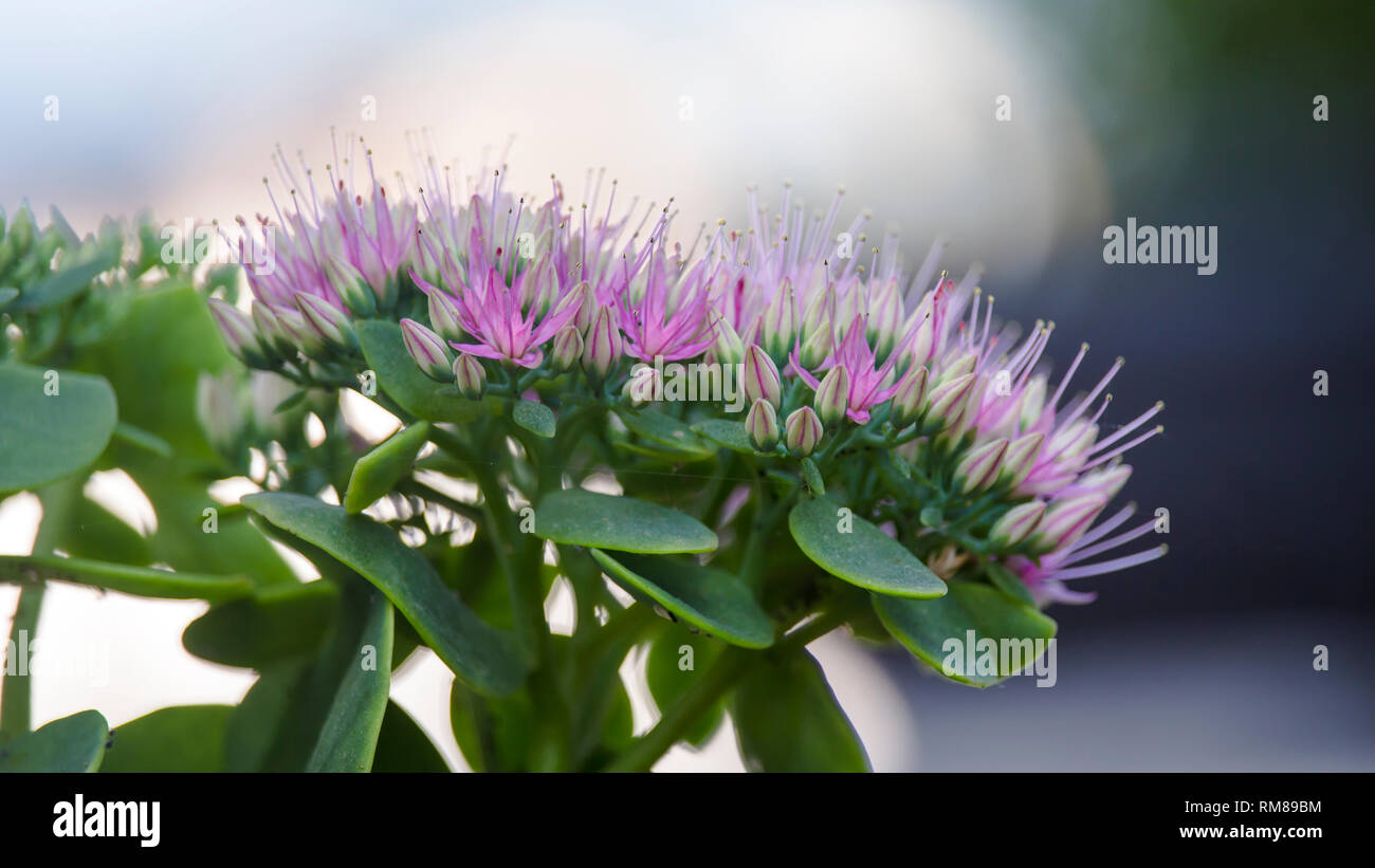 Orpine hi-res stock photography and images - Alamy