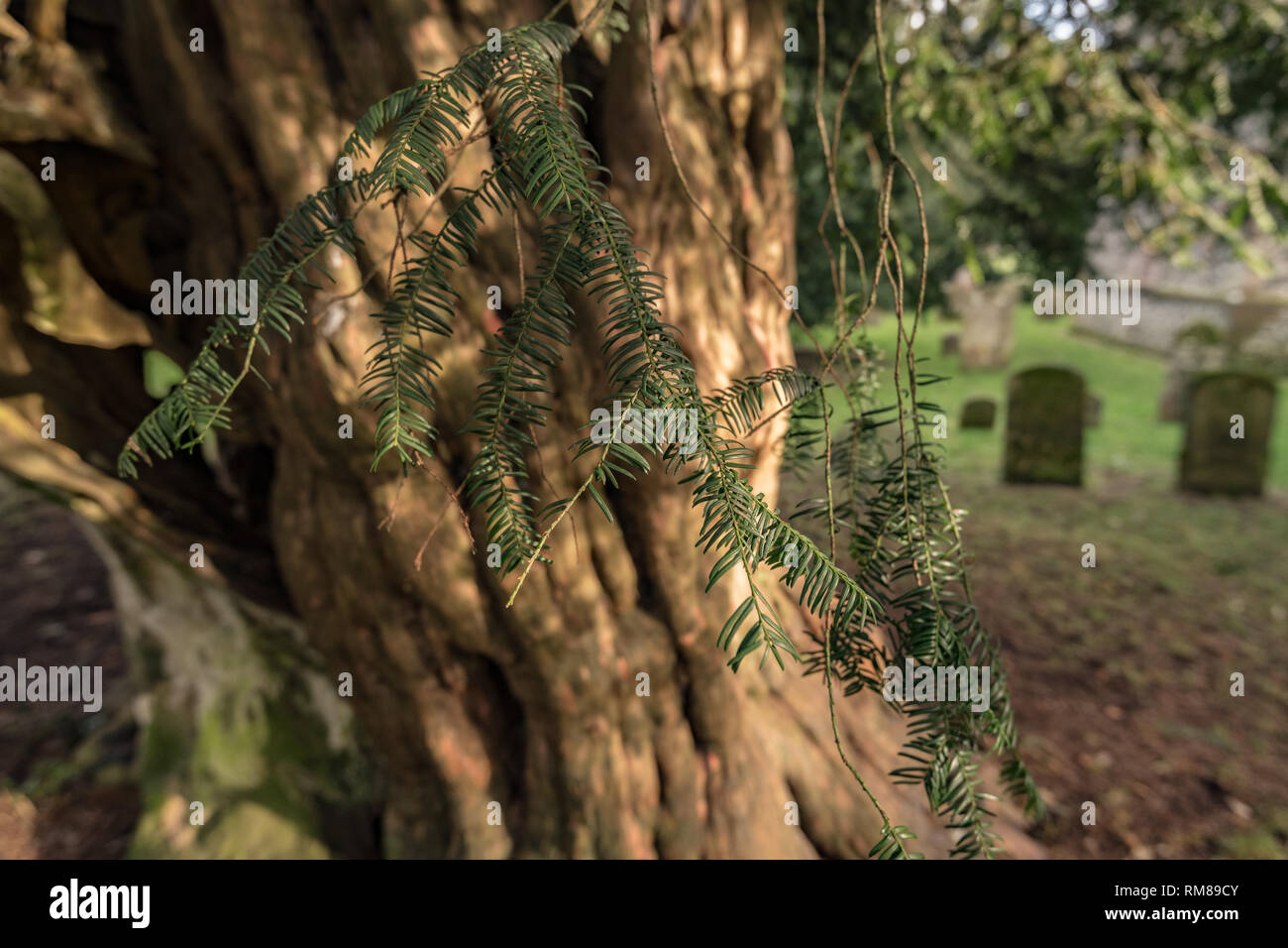 Tree in graveyard hi-res stock photography and images - Alamy