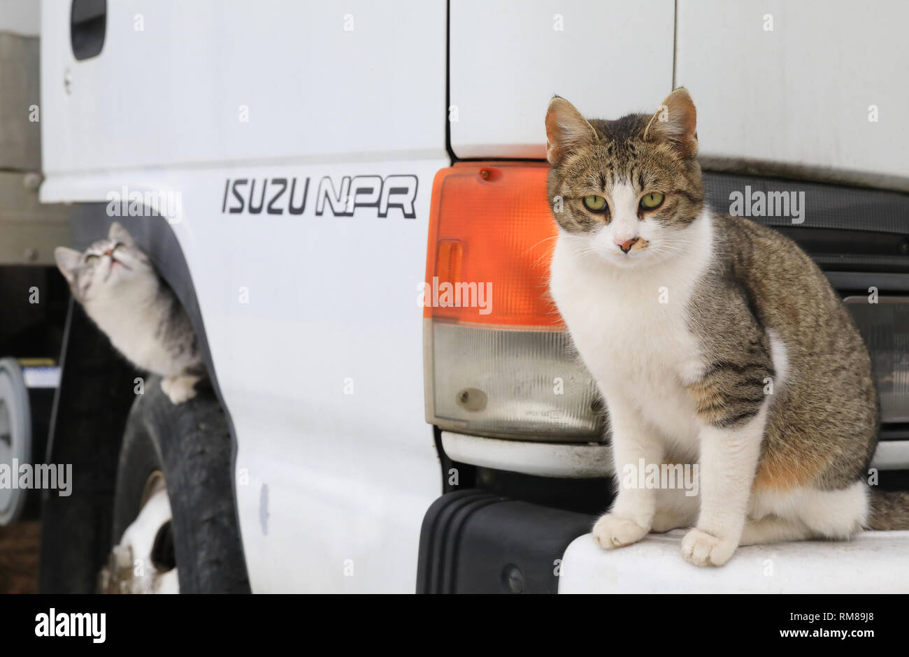 Cute cats playing around a truck in the winter Stock Photo - Alamy