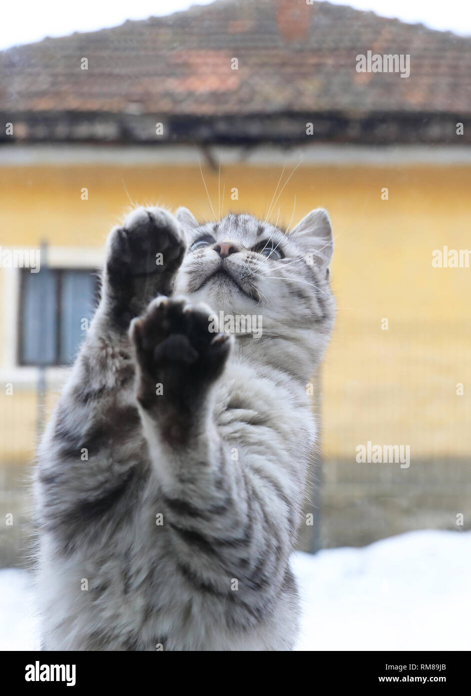 Cute kitten on the window ledge in the winter Stock Photo - Alamy